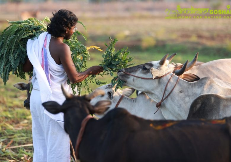 Home - Anudinam Goshala